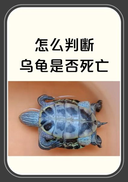 乌龟临死前的征兆_如何判断乌龟是否快死了-第2张图片-山城妙识