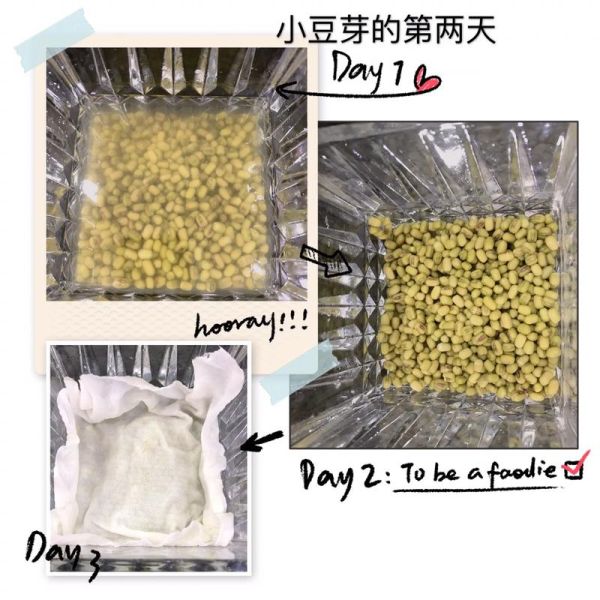 怎样自制豆芽_自制豆芽需要几天-第2张图片-山城妙识