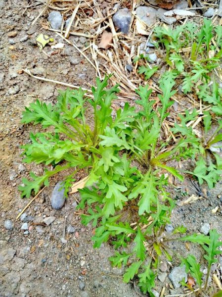 独行菜属有哪些常见品种_独行菜属怎么区分-第1张图片-山城妙识