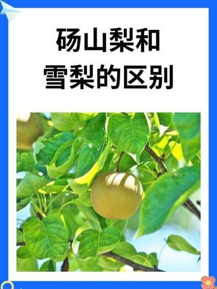 梨的拼音怎么写_梨的正确发音是什么-第1张图片-山城妙识