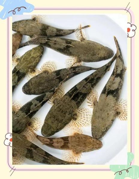 鳢鱼怎么养_鳢鱼吃什么长得快-第1张图片-山城妙识