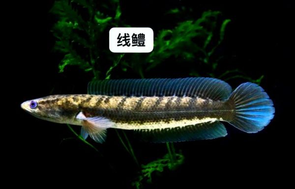 鳢鱼怎么养_鳢鱼吃什么长得快-第3张图片-山城妙识