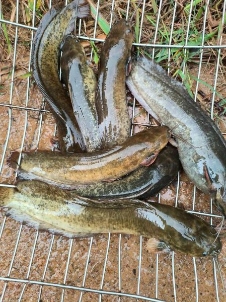 鳢鱼怎么养_鳢鱼吃什么长得快-第2张图片-山城妙识