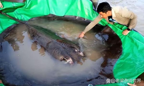 世界十大巨型淡水鱼有哪些_它们最大能长多大-第3张图片-山城妙识