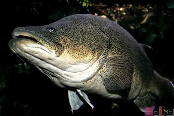 世界十大巨型淡水鱼有哪些_它们最大能长多大-第2张图片-山城妙识