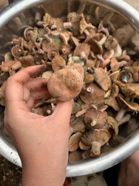 雁来蕈图片_如何分辨真假-第3张图片-山城妙识