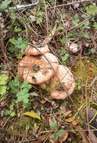 雁来蕈图片_如何分辨真假-第2张图片-山城妙识