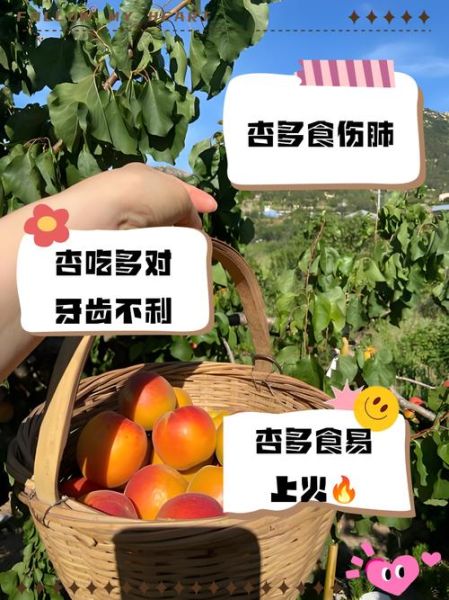 杏子一天吃几个_杏子吃多了会怎样-第1张图片-山城妙识