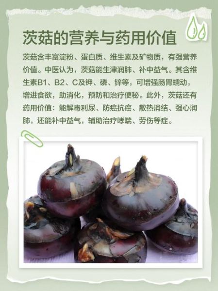 茨菇的做法_茨菇的功效与作用-第2张图片-山城妙识