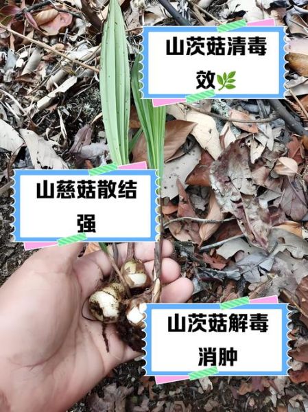 茨菇的做法_茨菇的功效与作用-第1张图片-山城妙识