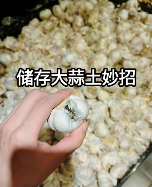 变蒜的腌制方法_夏天变蒜怎么保存不发芽-第2张图片-山城妙识