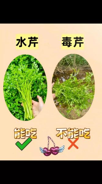 野菜图片大全名字有哪些_如何识别100种常见野菜-第3张图片-山城妙识