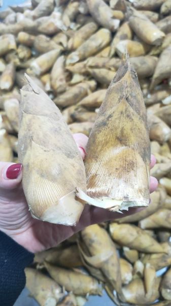 冬笋怎么挑选_冬笋图片怎么看新鲜度-第3张图片-山城妙识