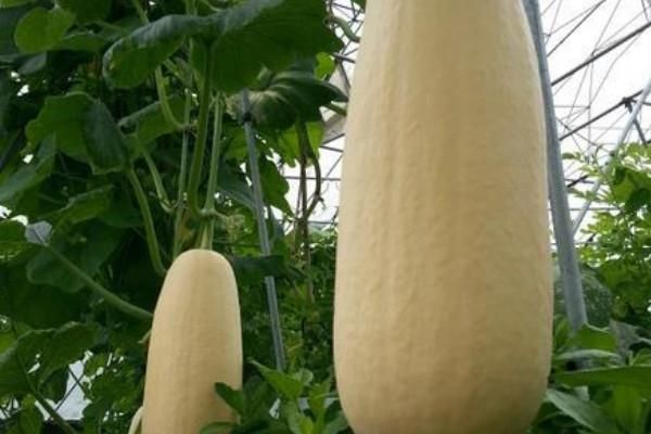 北瓜图片长什么样_北瓜的功效与作用有哪些-第3张图片-山城妙识