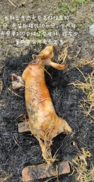 50只母兔一年利润_养兔成本与收益-第1张图片-山城妙识