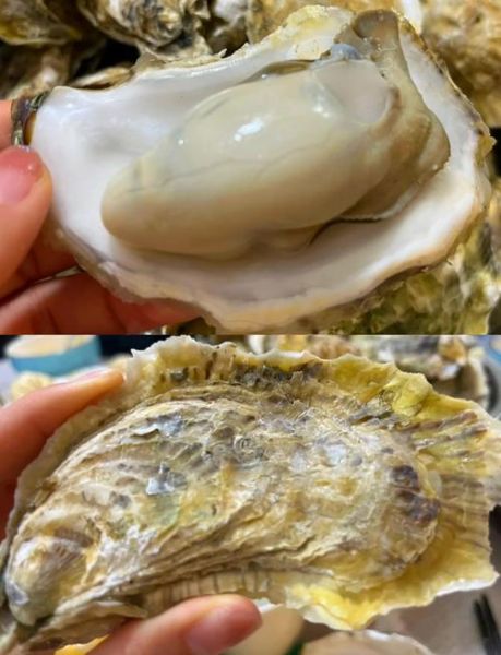 海蛎子图片大全_海蛎子怎么清洗才干净-第1张图片-山城妙识