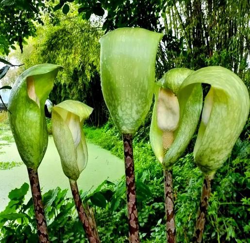 魔芋花长什么样_魔芋花有毒吗-第1张图片-山城妙识