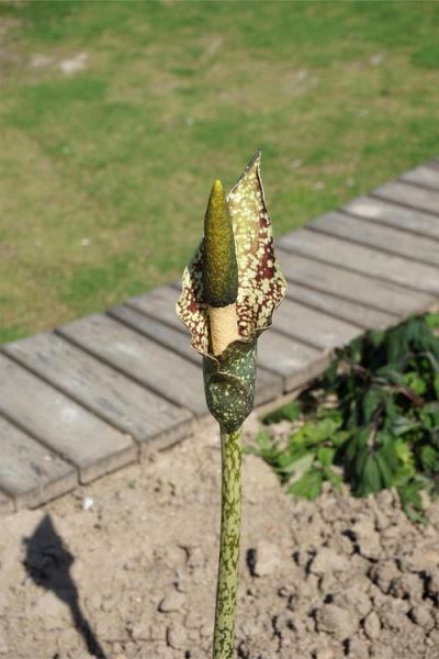 魔芋花长什么样_魔芋花有毒吗-第2张图片-山城妙识