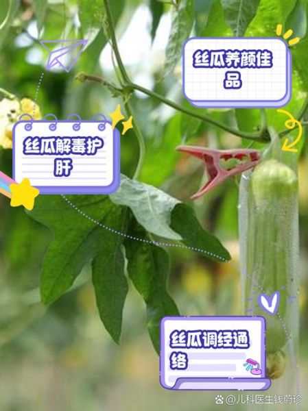 丝瓜的药用价值_丝瓜能治什么病-第1张图片-山城妙识