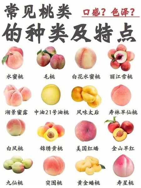 水蜜桃哪个品种最好吃_水蜜桃十大排名-第2张图片-山城妙识