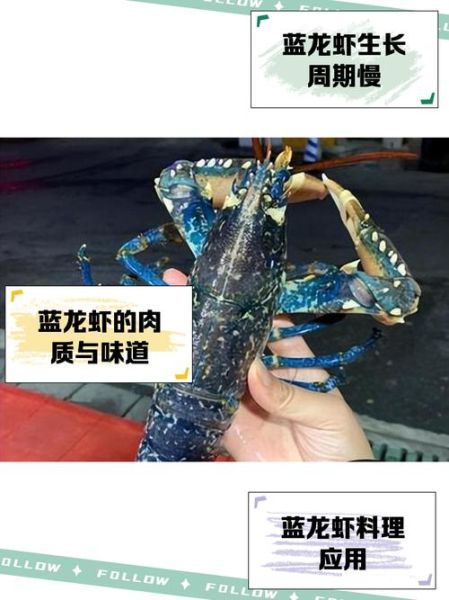 蓝龙虾多少钱一斤_蓝龙虾价格为什么贵-第1张图片-山城妙识