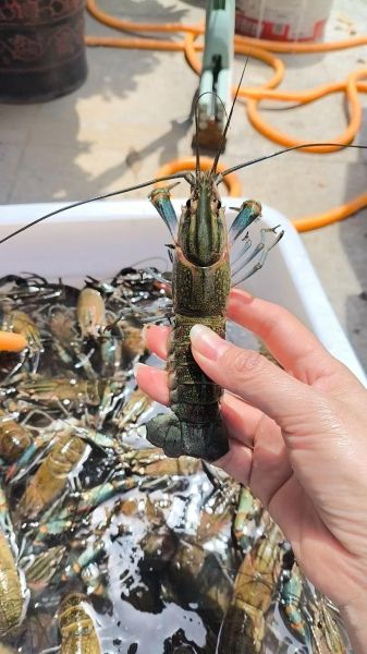 蓝龙虾多少钱一斤_蓝龙虾价格为什么贵-第2张图片-山城妙识