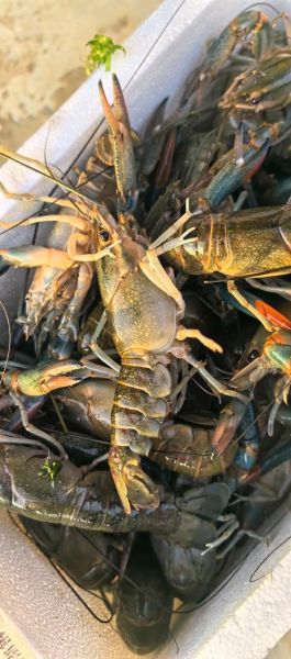 蓝龙虾多少钱一斤_蓝龙虾价格为什么贵-第3张图片-山城妙识