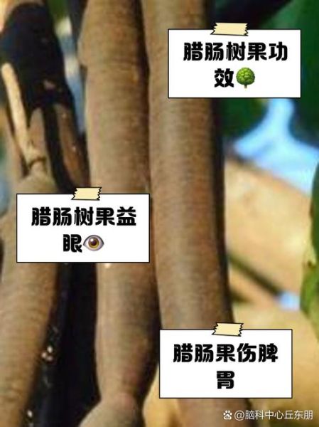 腊肠树果的毒副作用_中毒症状多久出现-第1张图片-山城妙识
