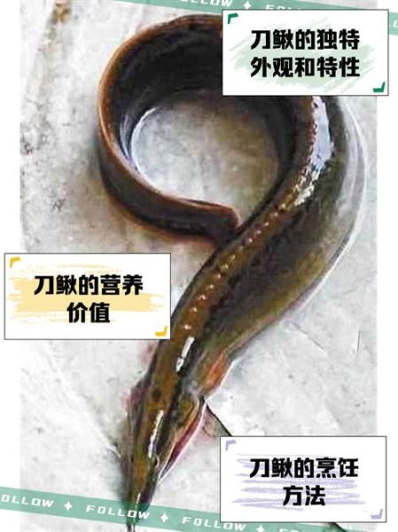 刀鳅鱼多少钱一斤_刀鳅鱼怎么做好吃-第1张图片-山城妙识