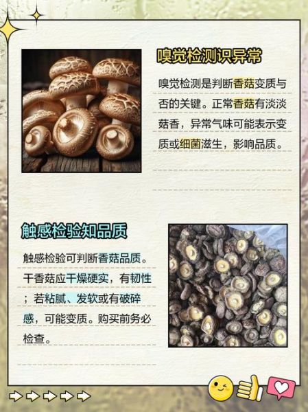 冬菇图片长什么样_如何分辨冬菇与香菇-第1张图片-山城妙识