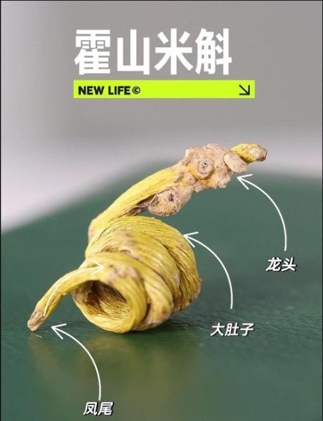 铁皮石斛长什么样_如何辨别真假铁皮石斛-第1张图片-山城妙识