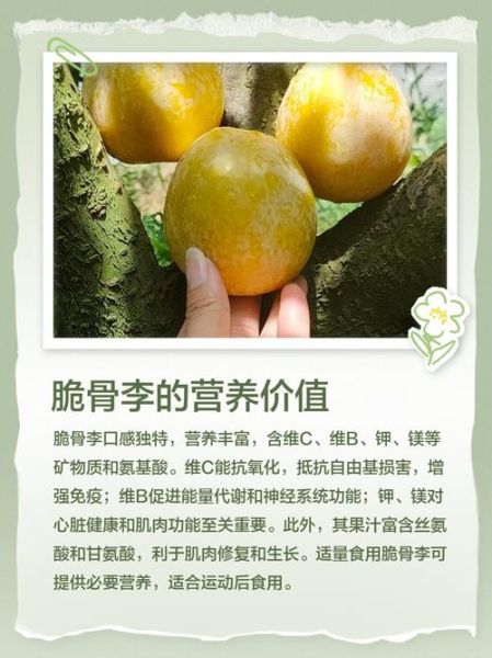 脆骨李产地在哪里_脆骨李和青脆李区别-第3张图片-山城妙识