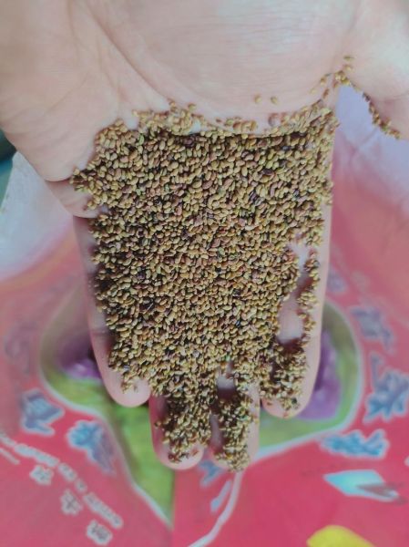 苜蓿草种子怎么种_苜蓿草种子图片长什么样-第1张图片-山城妙识