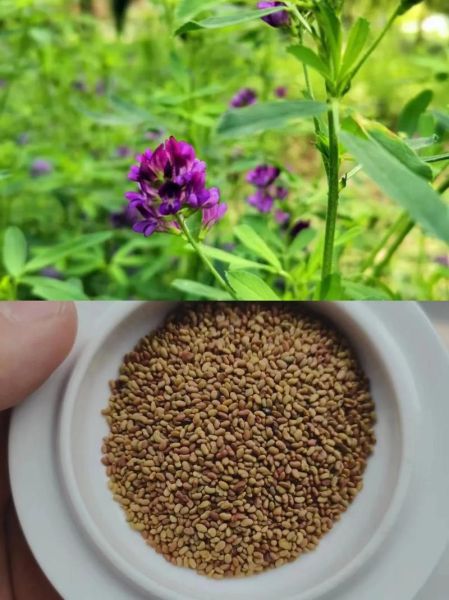 苜蓿草种子怎么种_苜蓿草种子图片长什么样-第2张图片-山城妙识