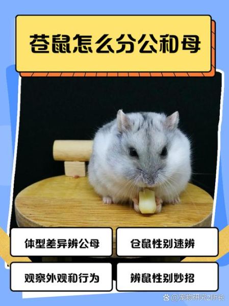 布丁仓鼠怎么分辨公母_布丁仓鼠公母区别图解-第1张图片-山城妙识