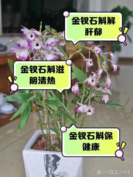金钗石斛的功效与作用_金钗石斛怎么吃最好-第3张图片-山城妙识