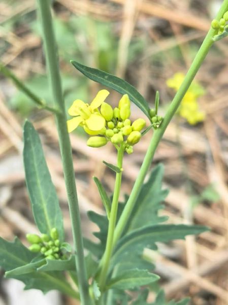 大叶芥菜图片_如何辨别新鲜度-第2张图片-山城妙识