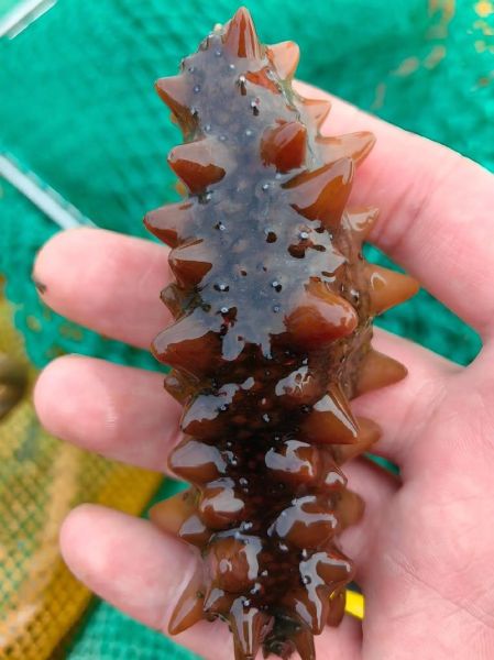 海参养殖技术_海参苗怎么养-第2张图片-山城妙识