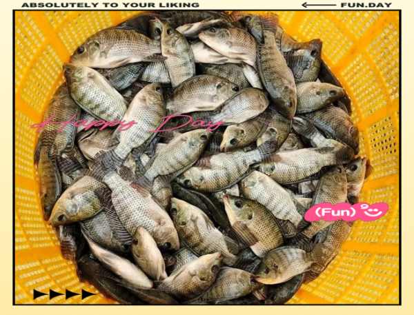 罗非鱼养殖成本_罗非鱼养殖利润-第2张图片-山城妙识