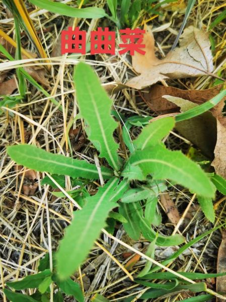 曲曲菜的功效与禁忌_什么人不能吃-第1张图片-山城妙识