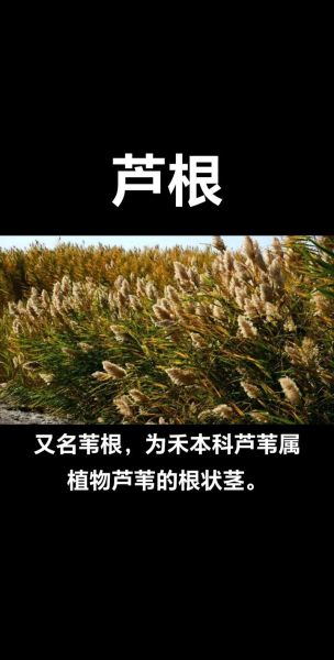 芦苇棒是什么_芦苇棒有什么用-第2张图片-山城妙识