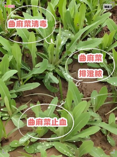 曲曲菜的功效与禁忌_什么人不能吃-第3张图片-山城妙识