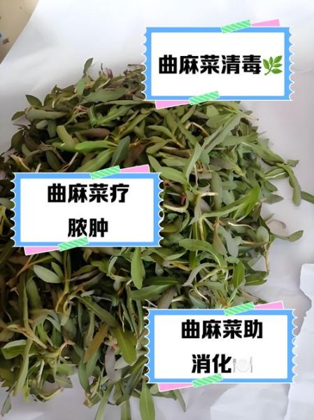 曲曲菜的功效与禁忌_什么人不能吃-第2张图片-山城妙识