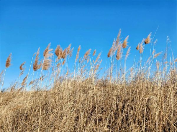 芦苇棒是什么_芦苇棒有什么用-第3张图片-山城妙识