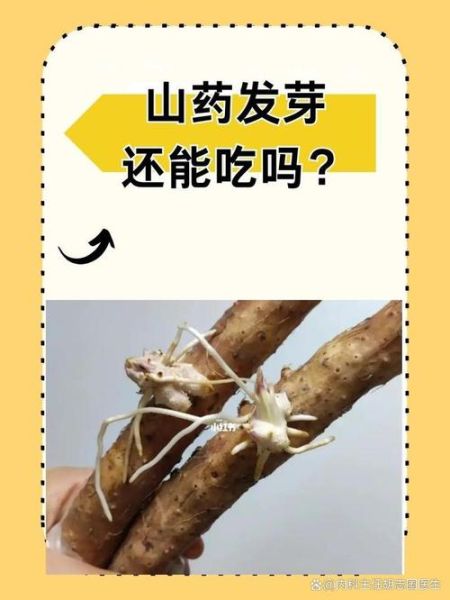 山药发芽能吃吗_山药发芽怎么处理-第1张图片-山城妙识