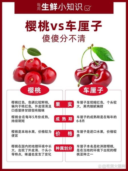 车厘子和樱桃有什么区别_哪个更好吃-第1张图片-山城妙识