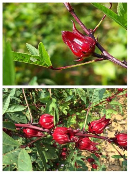 玫瑰茄多少钱一斤_玫瑰茄价格受哪些因素影响-第1张图片-山城妙识