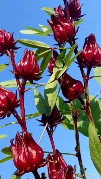 玫瑰茄多少钱一斤_玫瑰茄价格受哪些因素影响-第2张图片-山城妙识