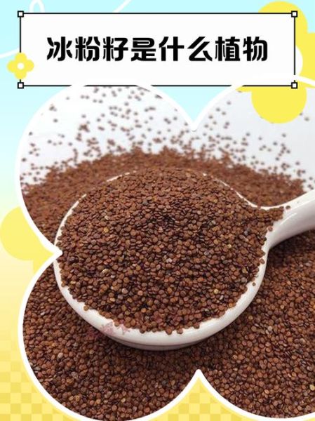 冰粉籽怎么做_冰粉籽和石灰水比例是多少-第2张图片-山城妙识