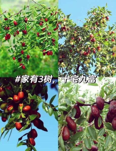 枣树为什么是凶树_枣树风水禁忌-第1张图片-山城妙识